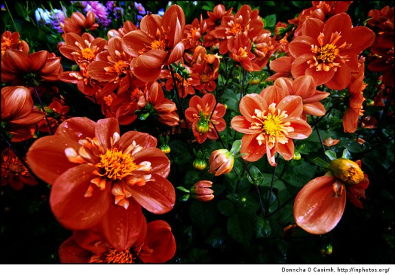 Crimson Red Flowers – In Photos dot Org